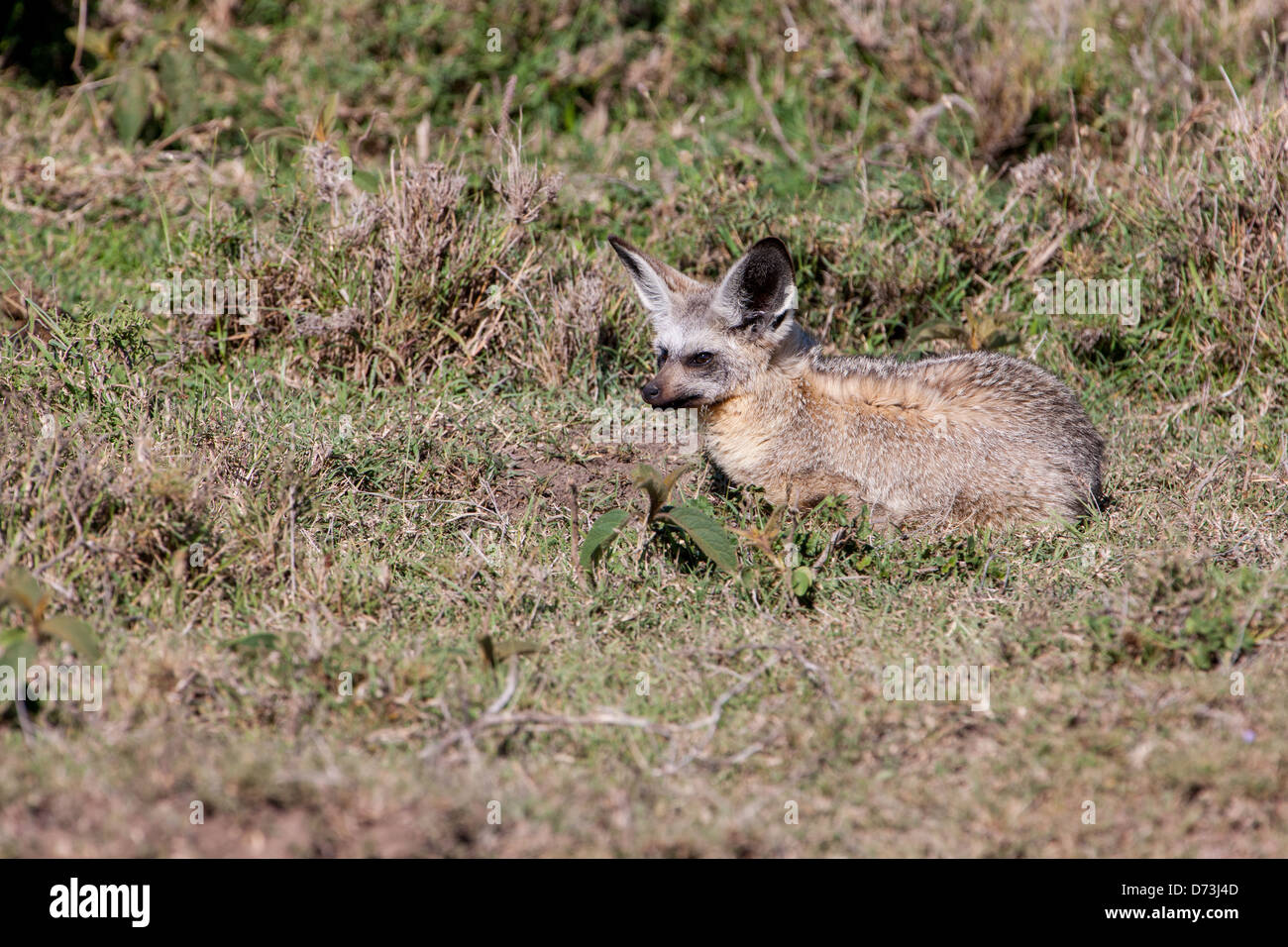 Bat Eared Fox Stock Photo - Alamy