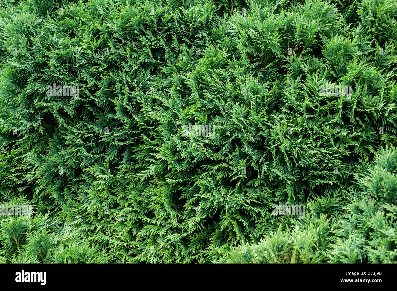 green bush background Stock Photo - Alamy