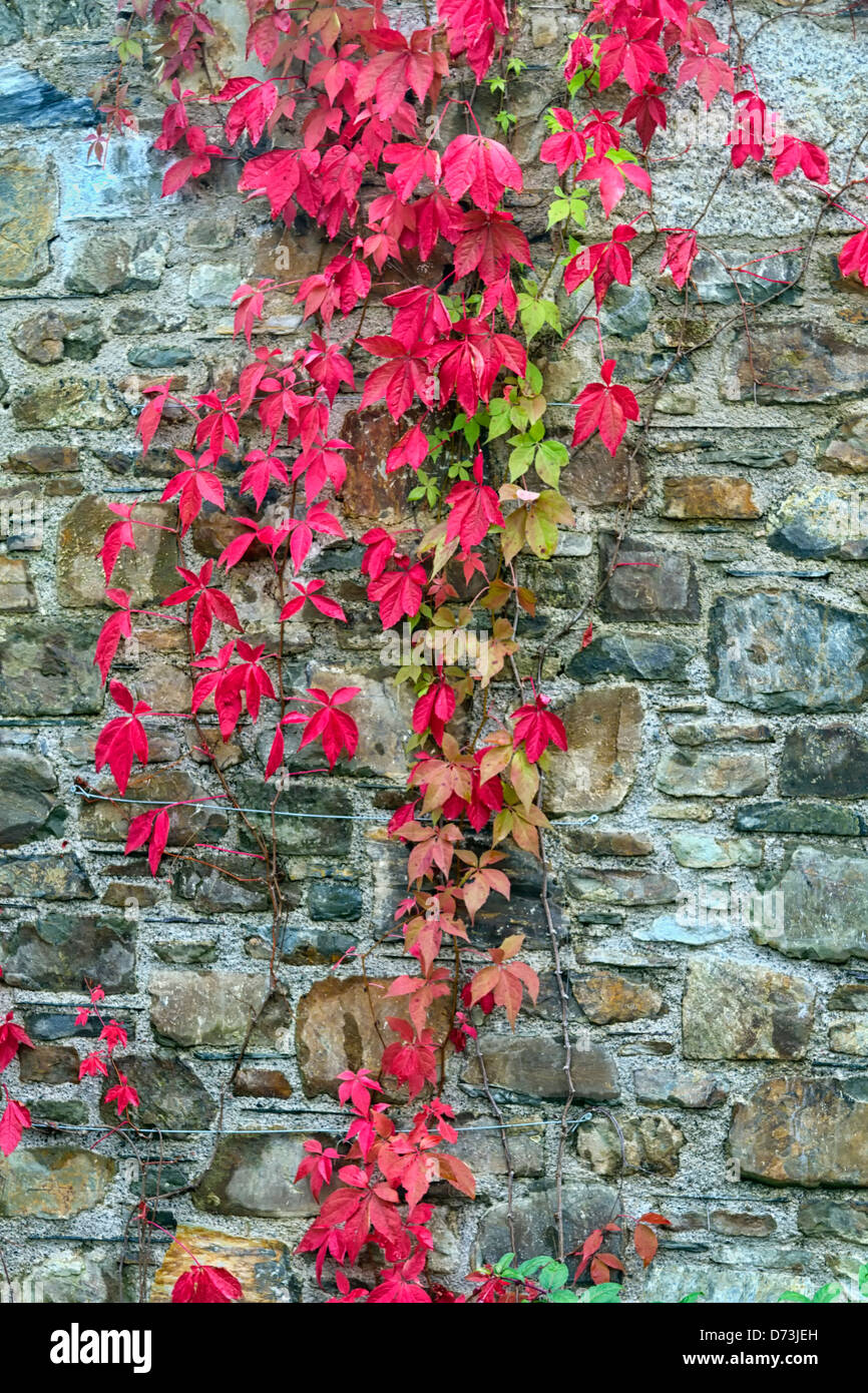 Colourful ivy on a stone wall Stock Photo - Alamy