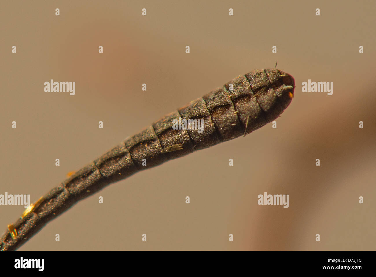 The top of a butterfly's antenna Stock Photo - Alamy