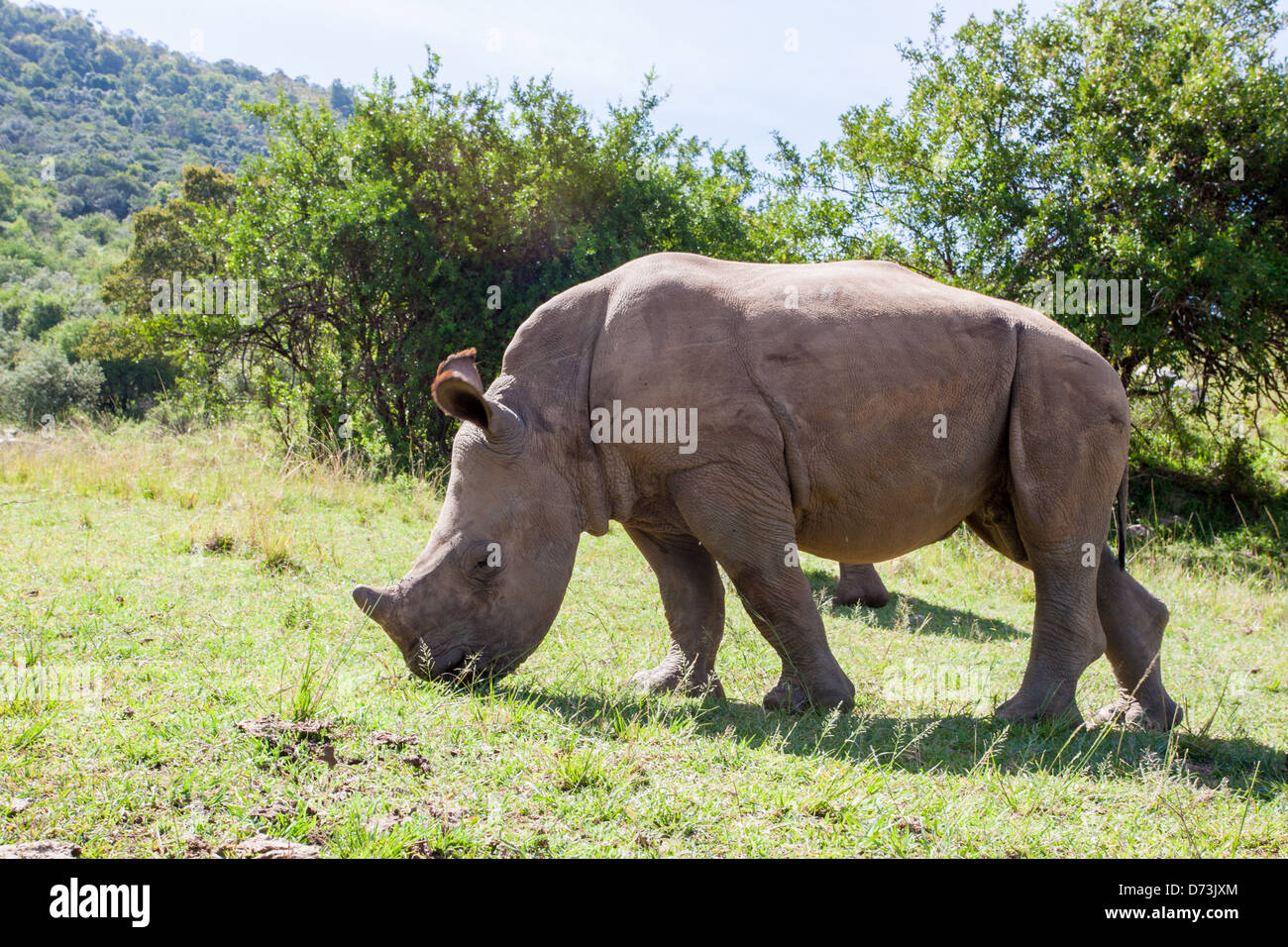 White Rhino grazing Stock Photo - Alamy