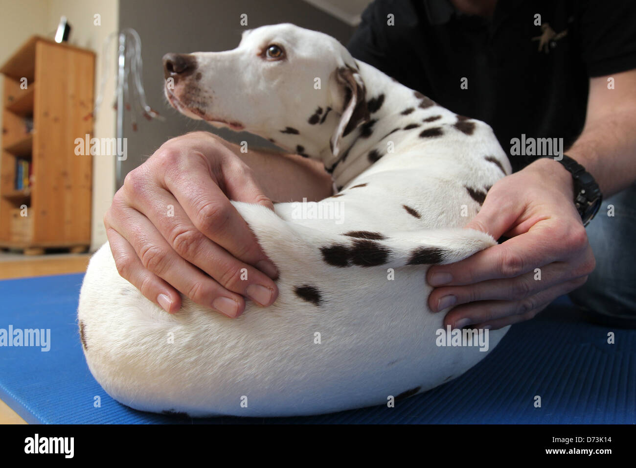 Connective tissue spine hi-res stock photography and images - Alamy