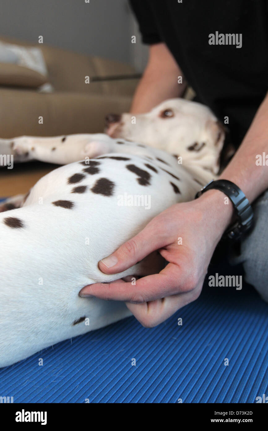A dog osteopath is treating a brown dalmatian, Maasbuell, Germany Stock ...