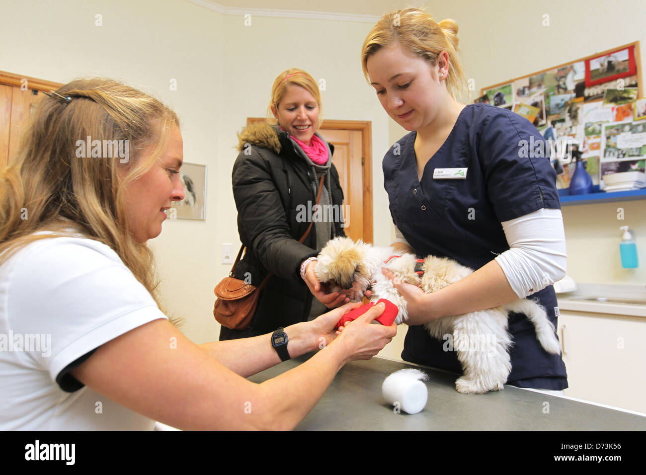 Flensburg, Germany, a hybrid gets a dressing to the vet Stock Photo - Alamy