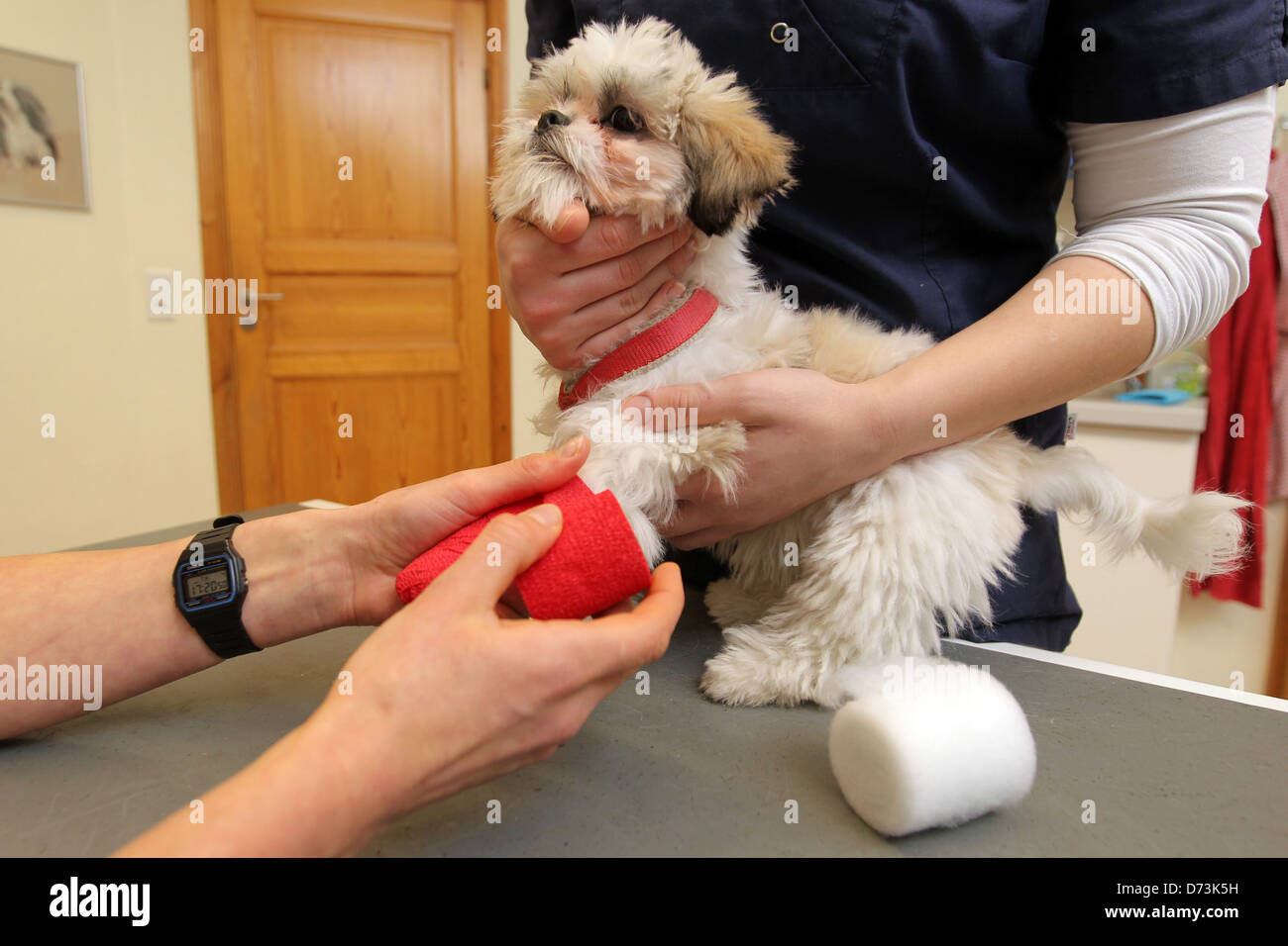 Vet woman germany dog hi-res stock photography and images - Alamy