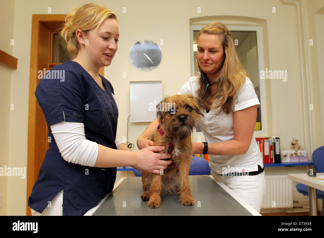 Flensburg, Germany, a Border Terrier is examined at the vet Stock Photo ...