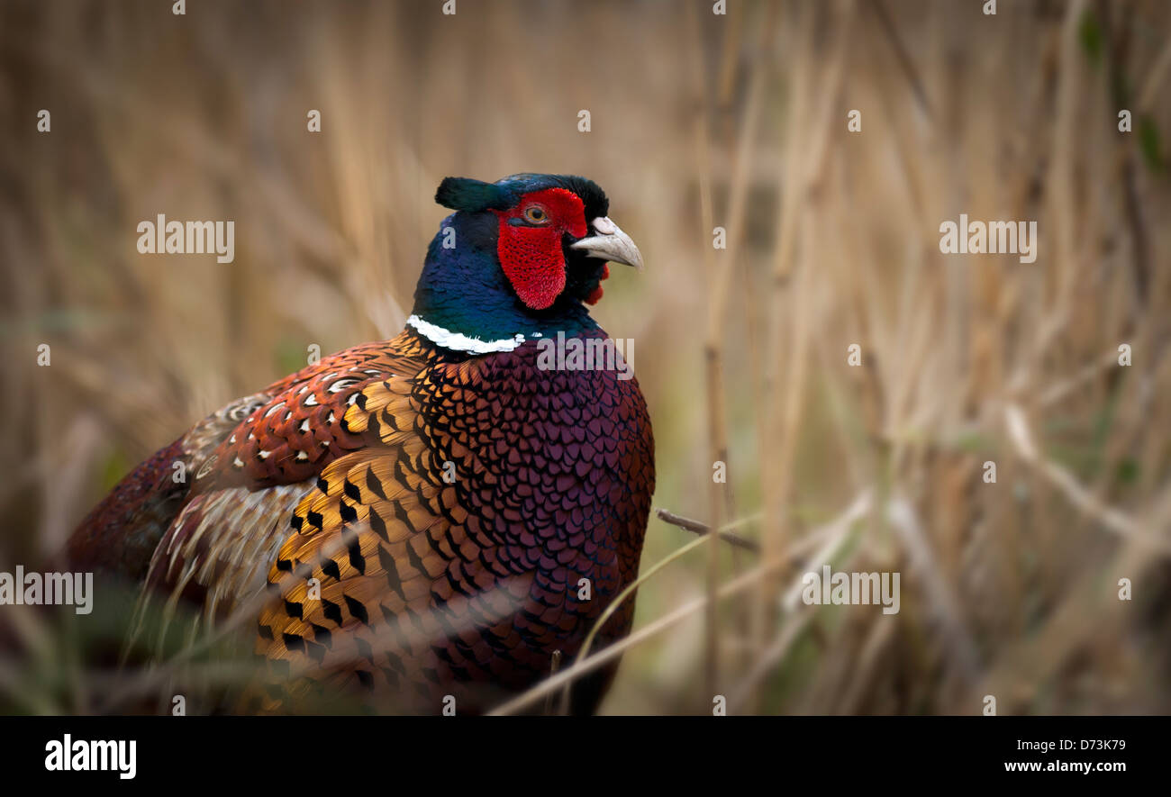 Male Pheasant in grass Stock Photo - Alamy