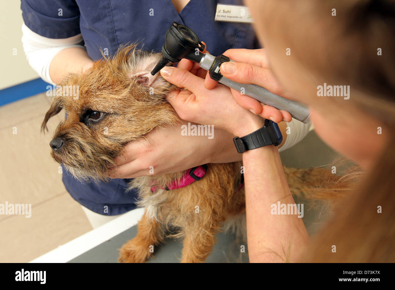 Vet woman germany dog hi-res stock photography and images - Alamy