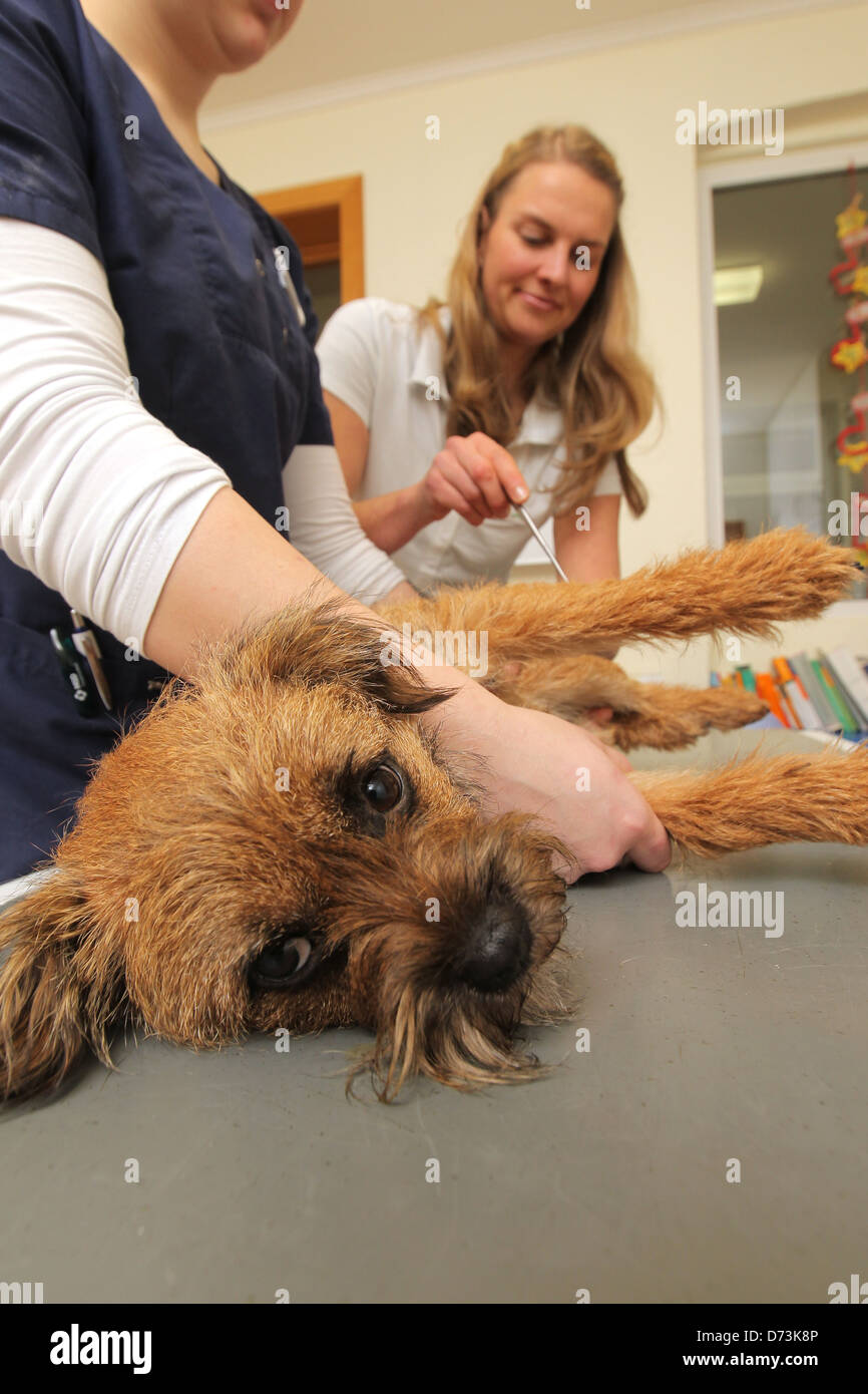 Flensburg, Germany, a Border Terrier is examined at the vet Stock Photo ...