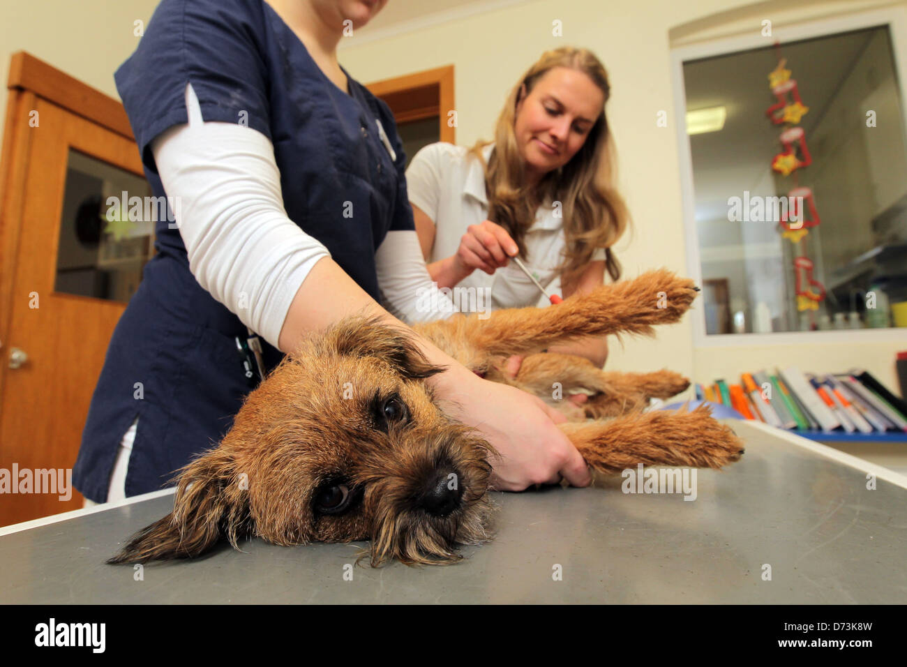 Flensburg, Germany, a Border Terrier is examined at the vet Stock Photo ...