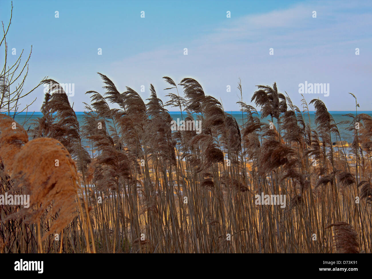 Beach grass against a gorgeous blue sky and Lake Huron background Stock ...