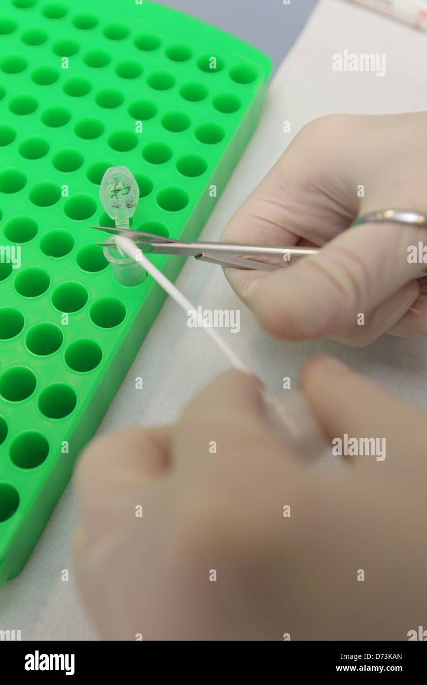 Kiel, Germany, a laboratory assistant in the DNA laboratory of the LKA ...