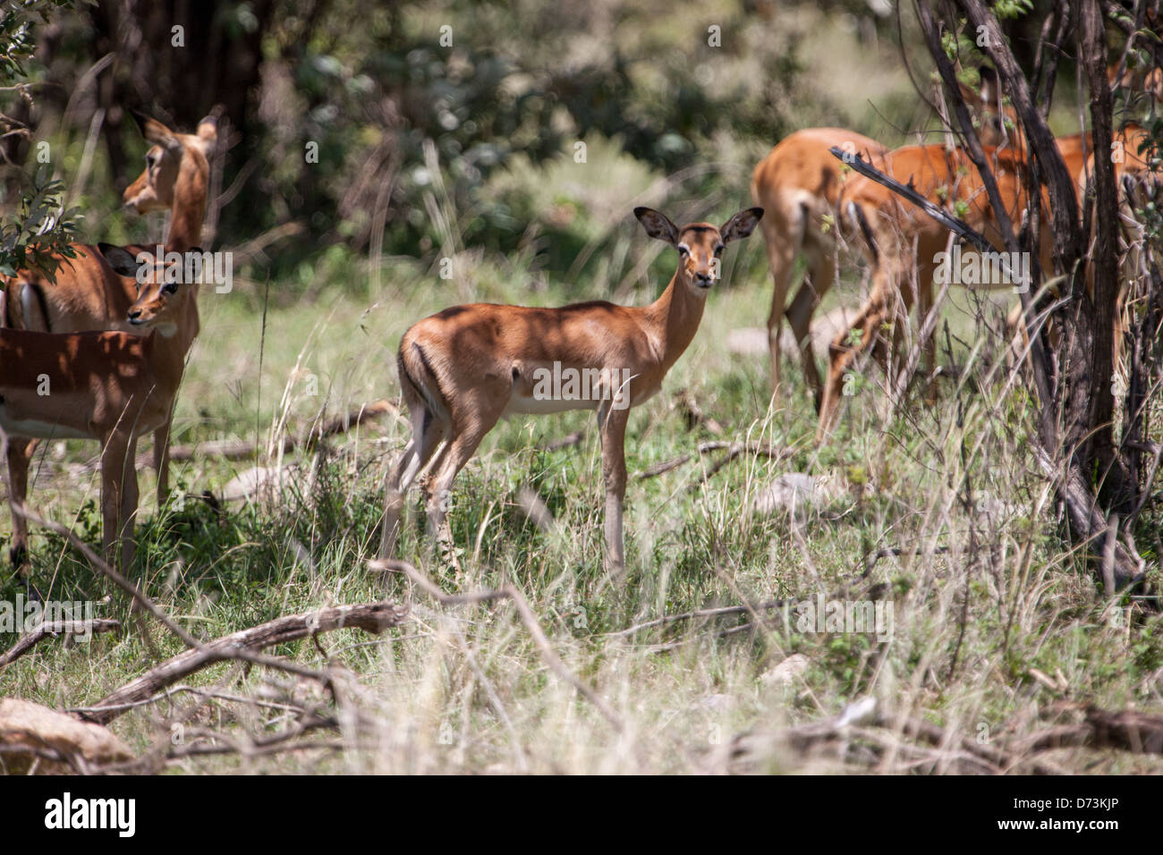 Impala deer hi-res stock photography and images - Alamy
