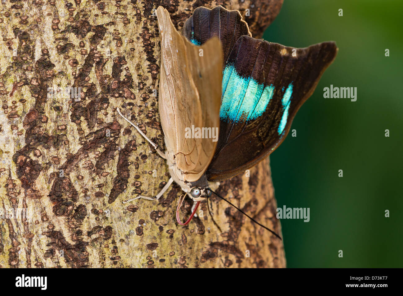 King shoemaker hi-res stock photography and images - Alamy