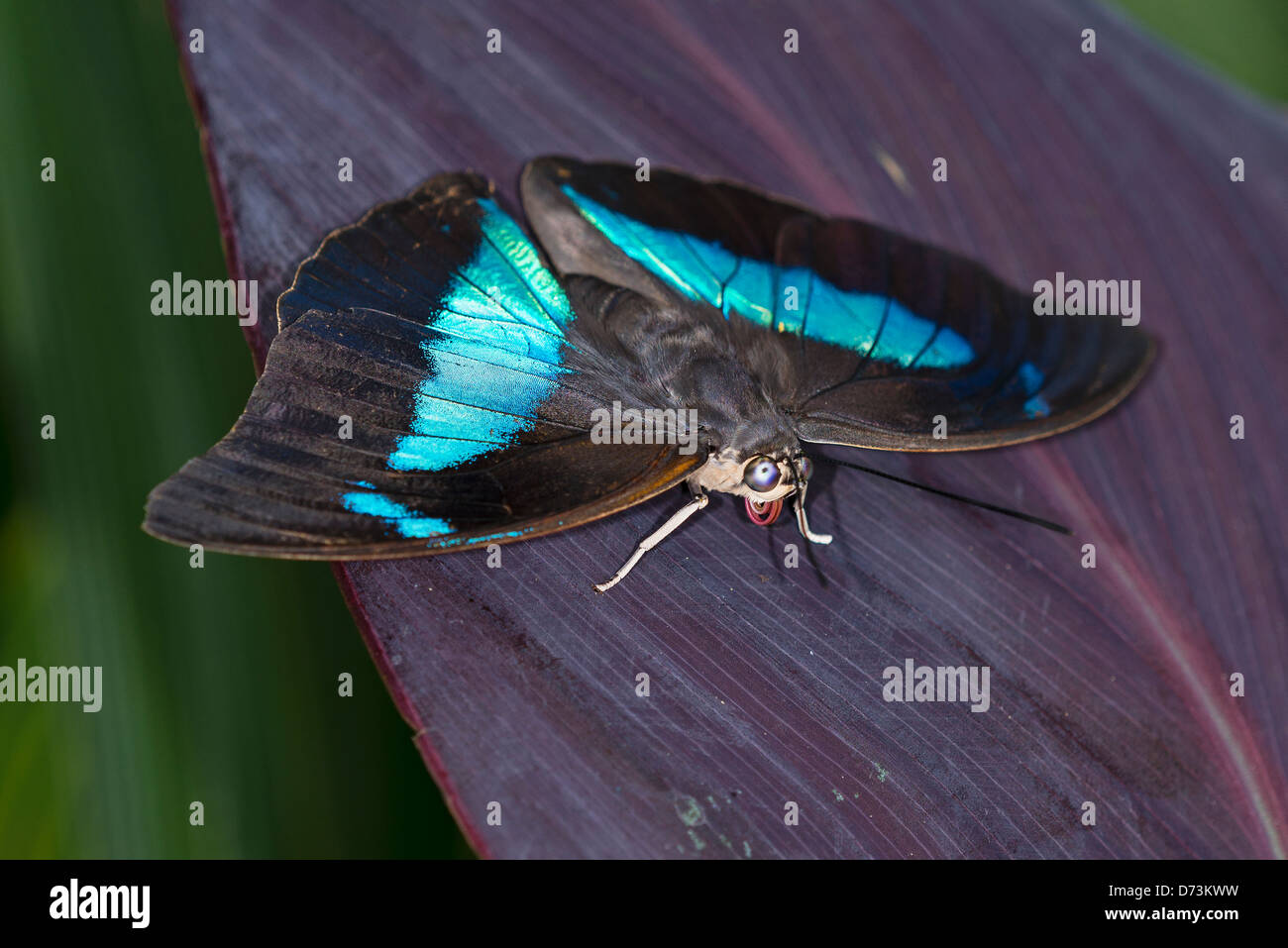 Shoemaker hi-res stock photography and images - Alamy