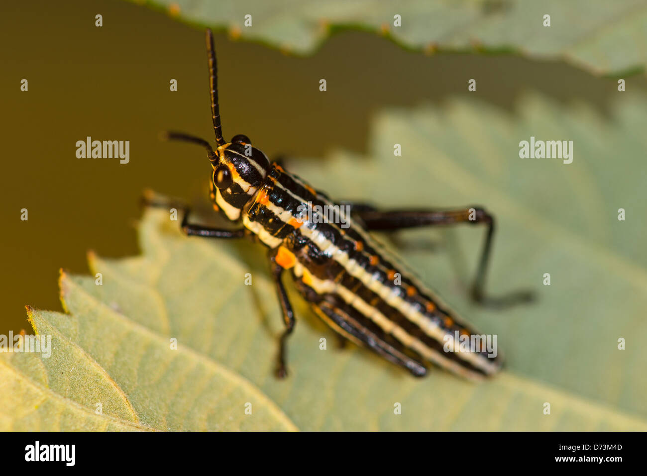 A Giant Grasshopper Stock Photo - Alamy