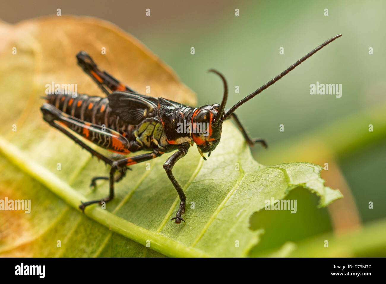 Giant Grasshopper High Resolution Stock Photography and Images - Alamy