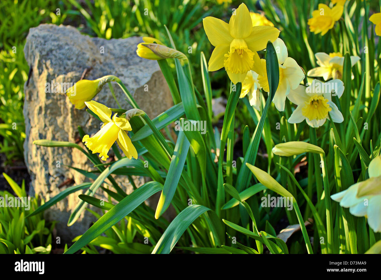 Spring arrives with a bouquet of daffodils Stock Photo - Alamy