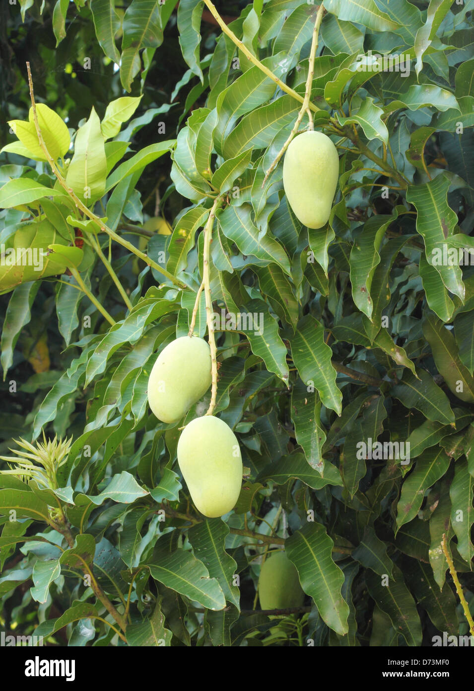 mango on tree of Thailand (Southeast Asia Stock Photo - Alamy