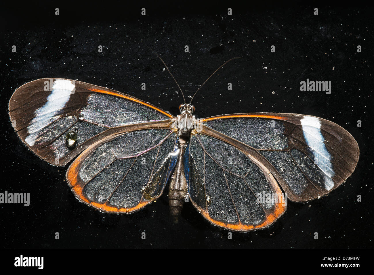 A Clearwing butterfly on the surface of water Stock Photo - Alamy