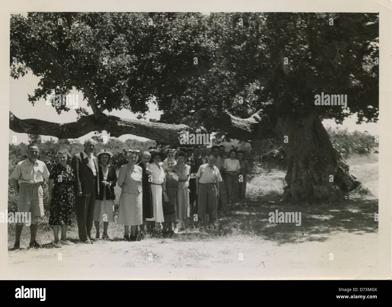 The Henrietta Szold Tree Stock Photo - Alamy