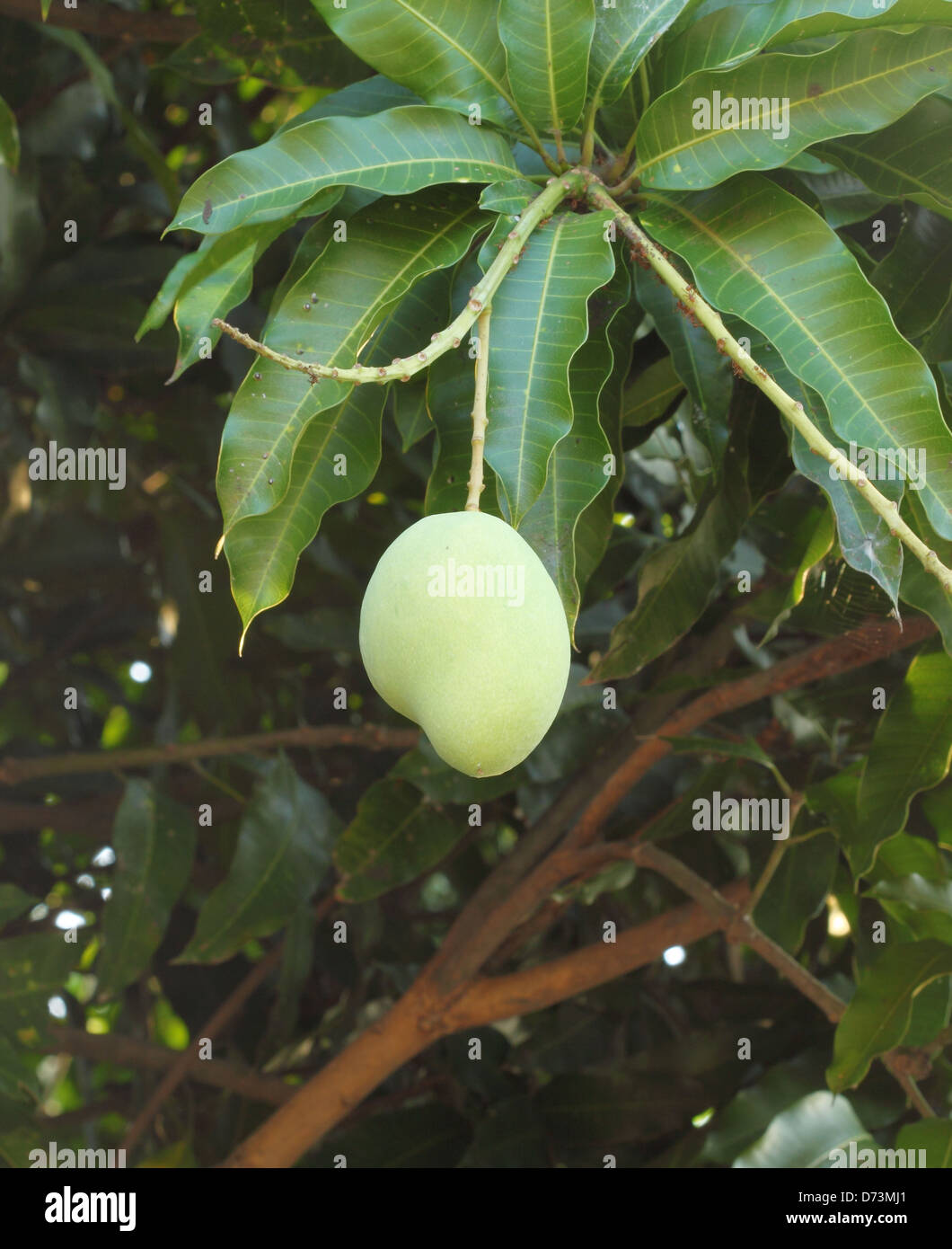 mango on tree of Thailand (Southeast Asia Stock Photo - Alamy