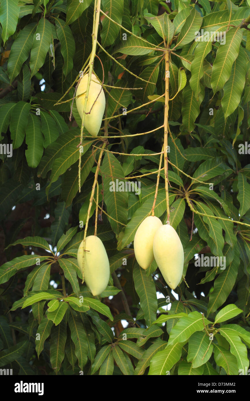 golden mango on tree of Thailand (Southeast Asia Stock Photo - Alamy
