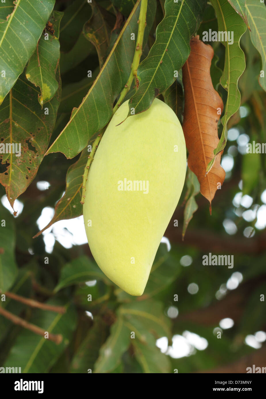 Golden mango hi-res stock photography and images - Alamy