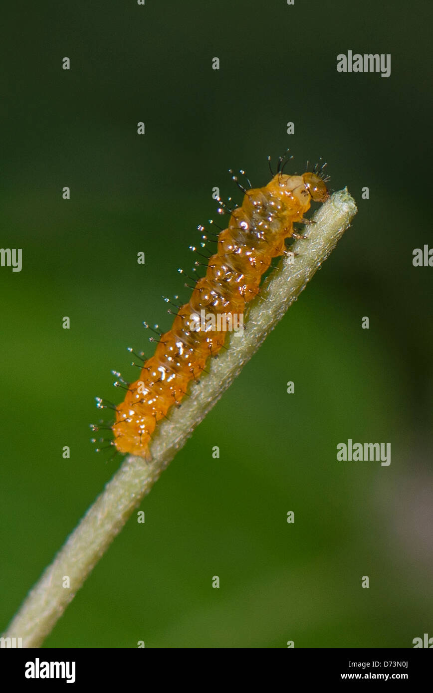 Butterfly caterpillar of the red postman heliconius erato small postman ...