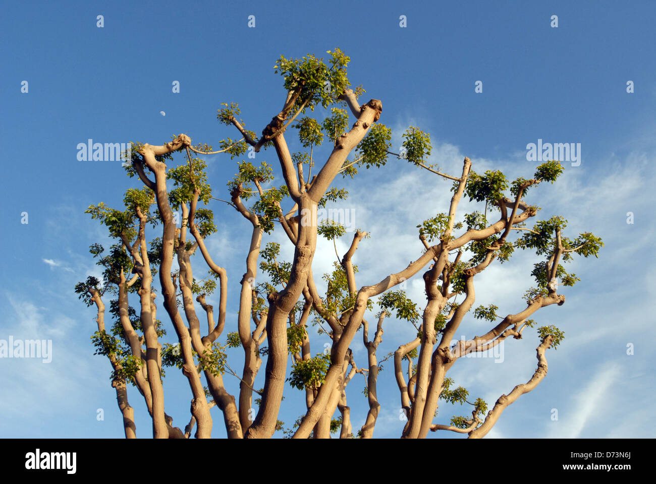 Coral trees hi-res stock photography and images - Alamy