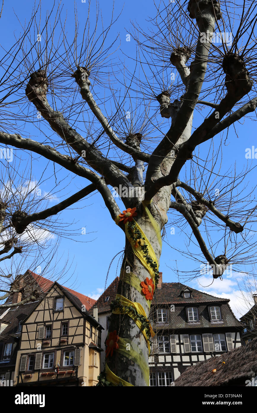View of a tree decorated by ribbons for Spring celebration in Colmar ...