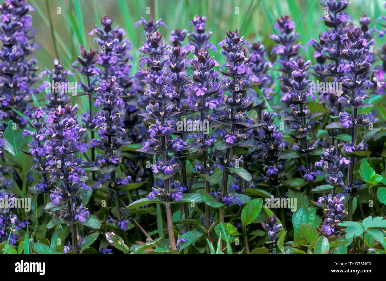 A mass of bugle Stock Photo - Alamy