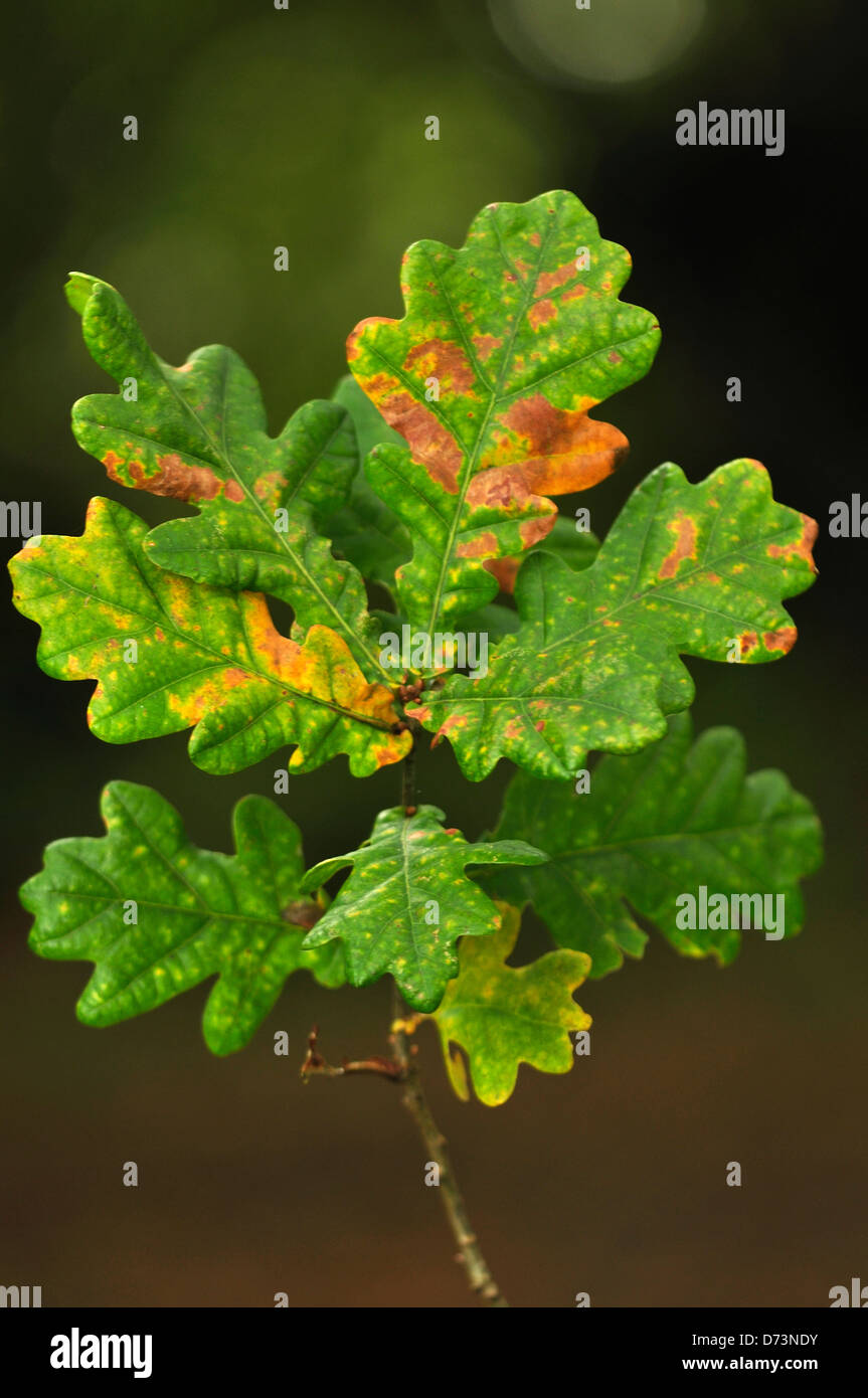 A little oak tree in the autumn Stock Photo - Alamy