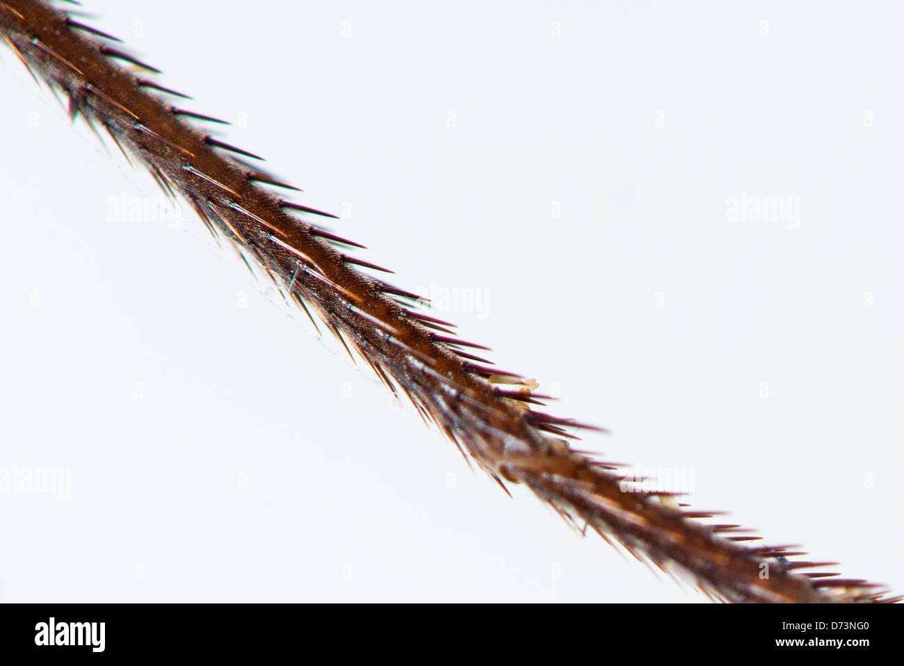 Close up of a butterfly's leg Stock Photo - Alamy