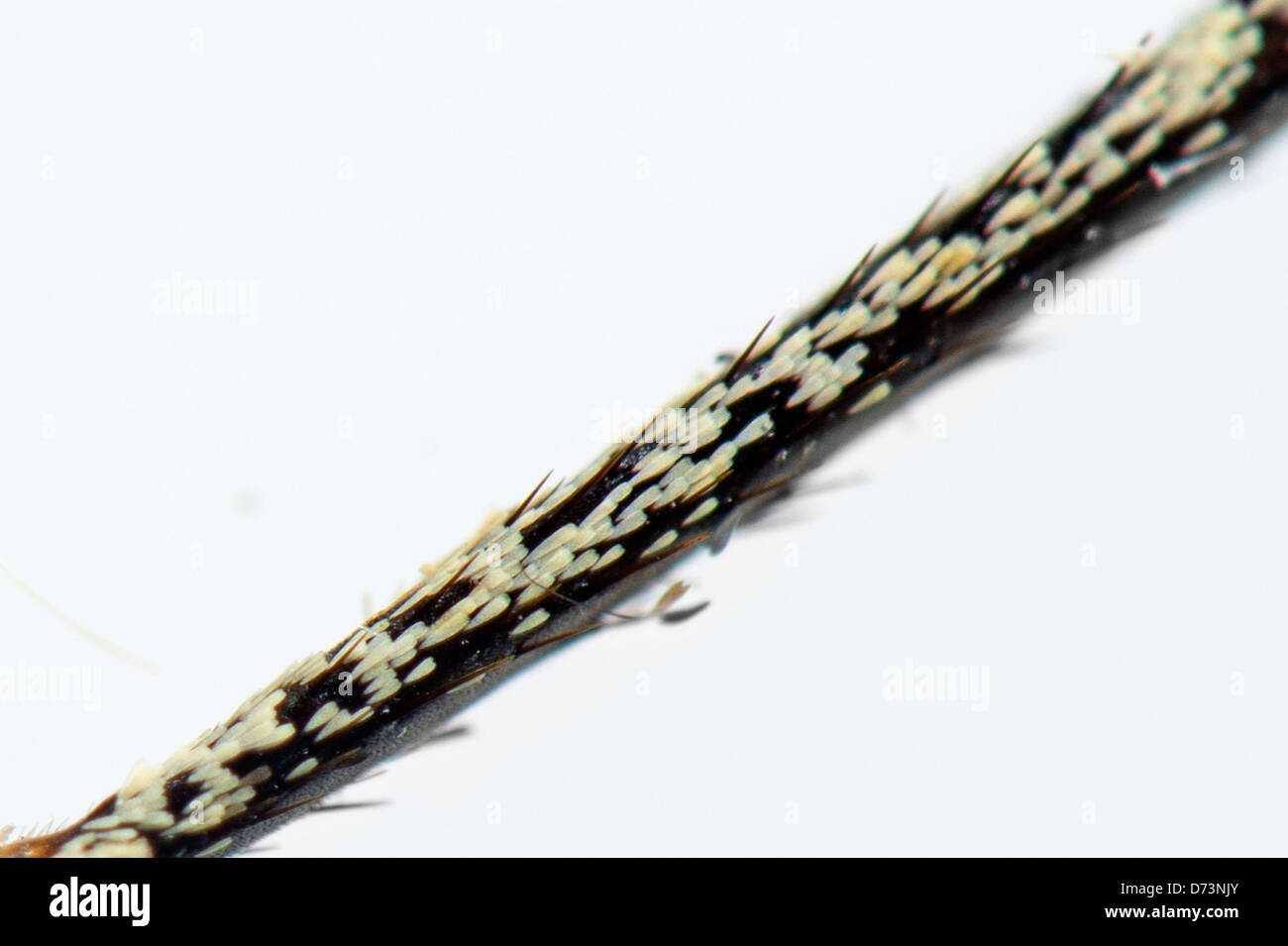 Butterfly leg hi-res stock photography and images - Alamy