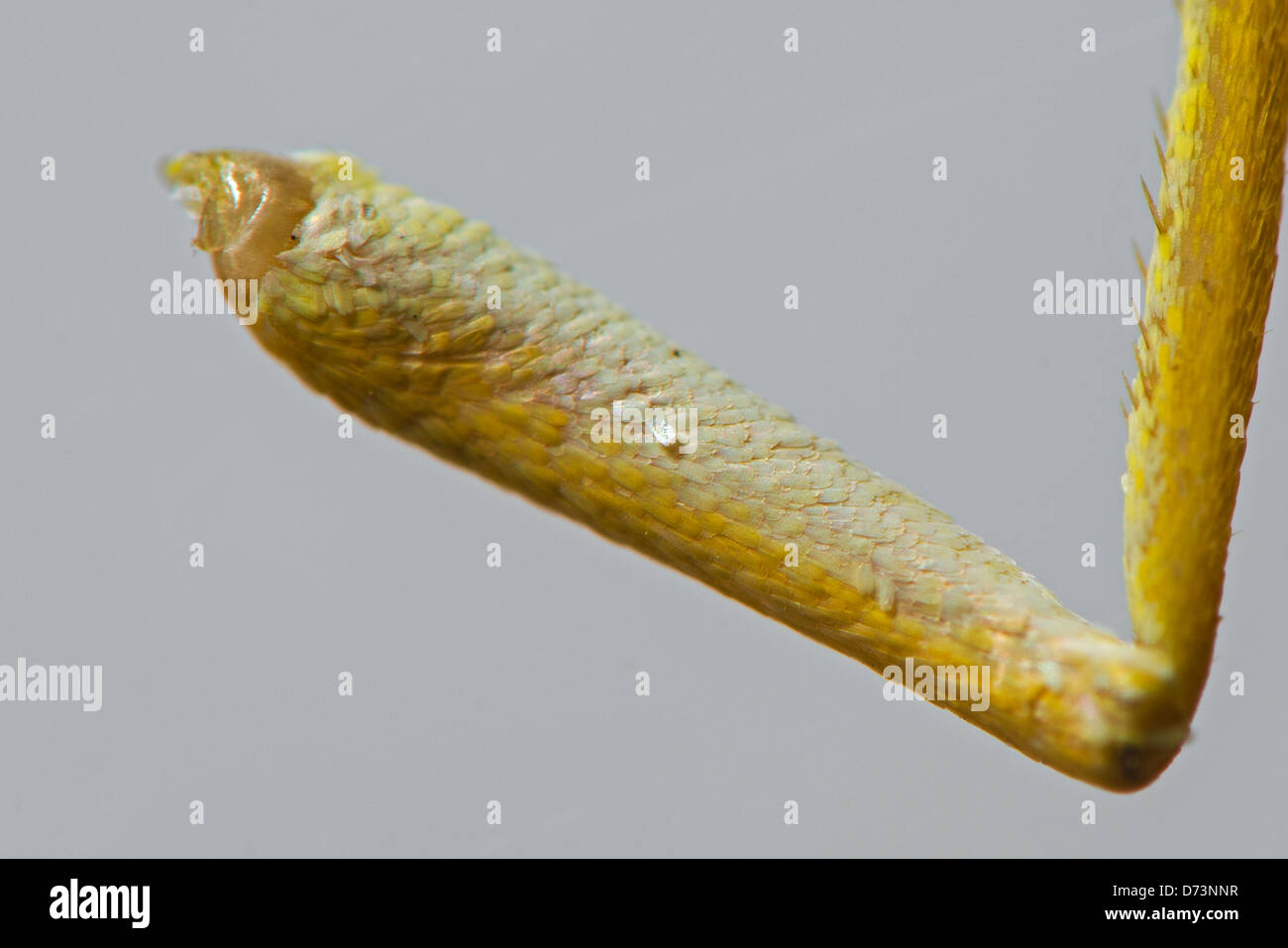 Close up of a butterfly's leg Stock Photo - Alamy