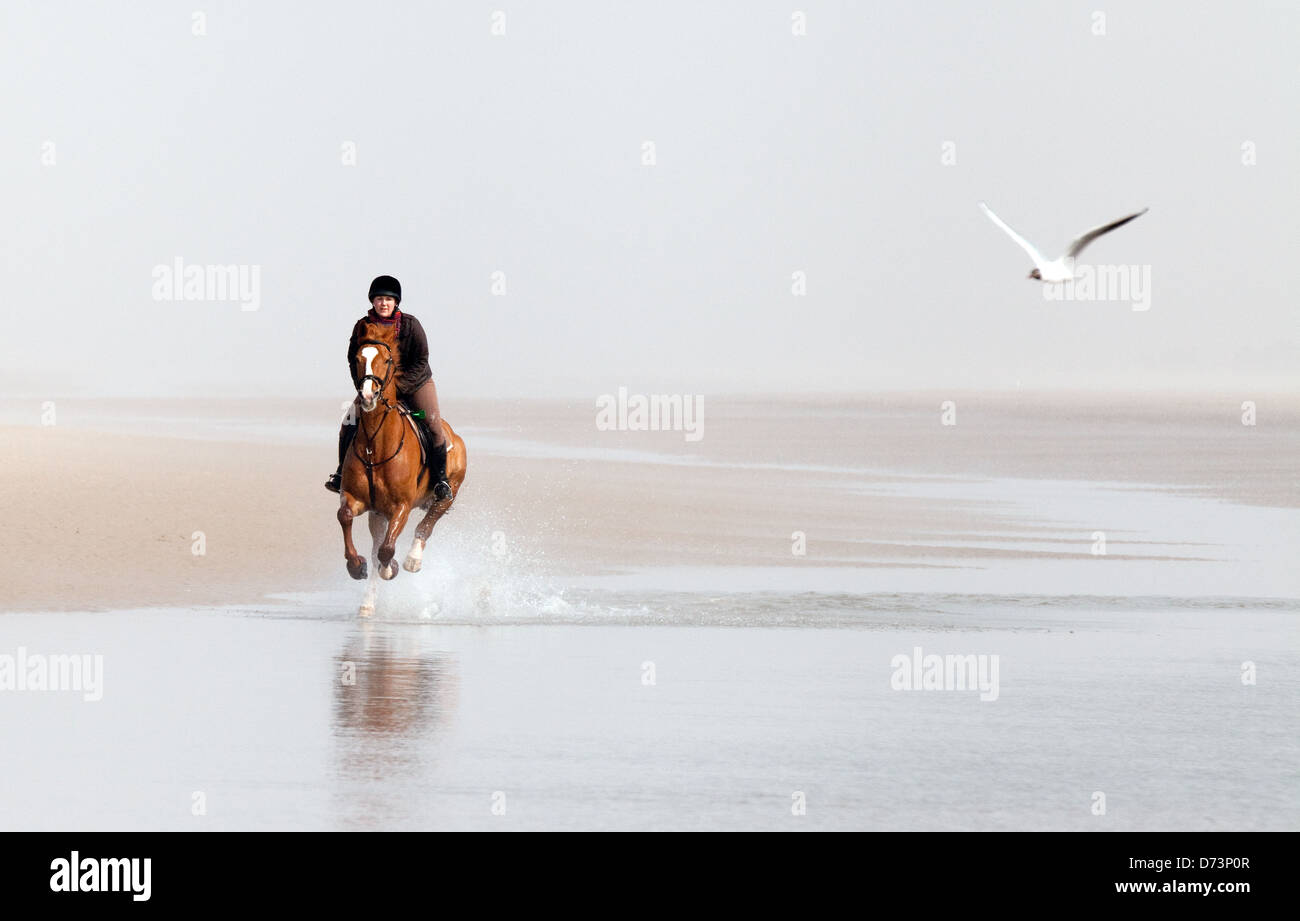 Woman With Seagull High Resolution Stock Photography and Images - Alamy