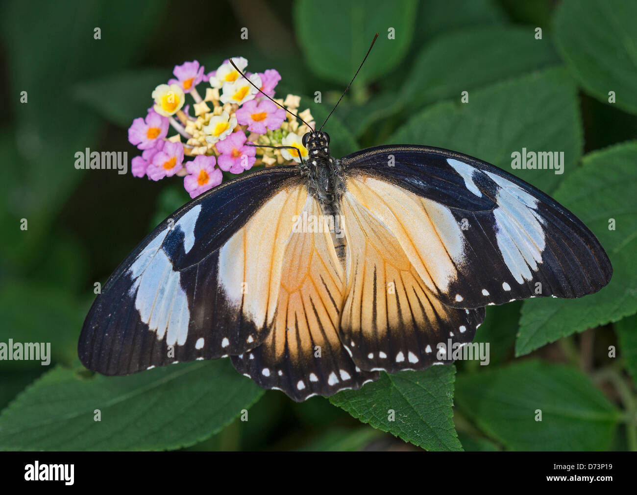 African Swallowtail High Resolution Stock Photography and Images - Alamy