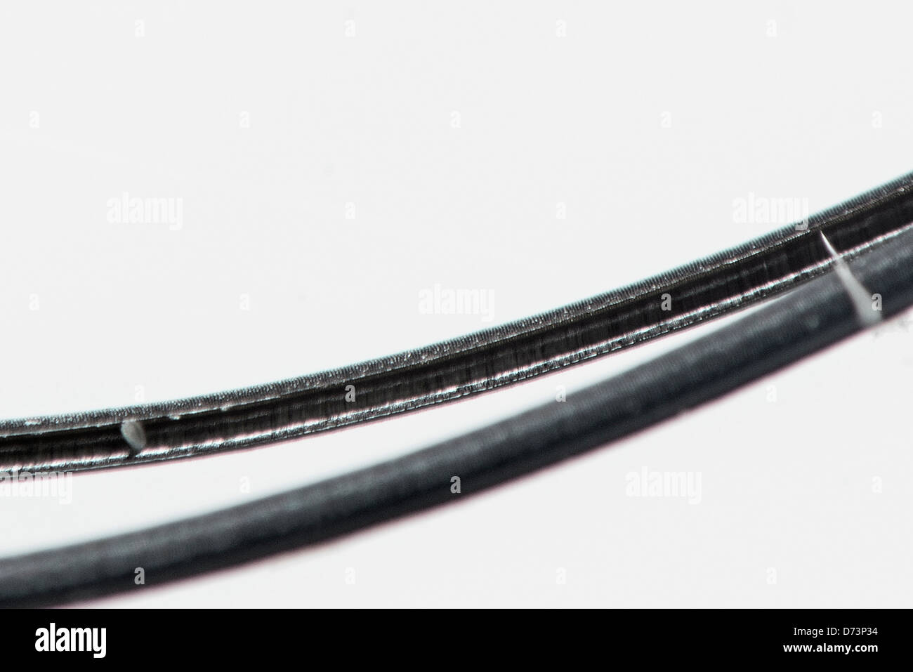 Proboscis hi-res stock photography and images - Alamy