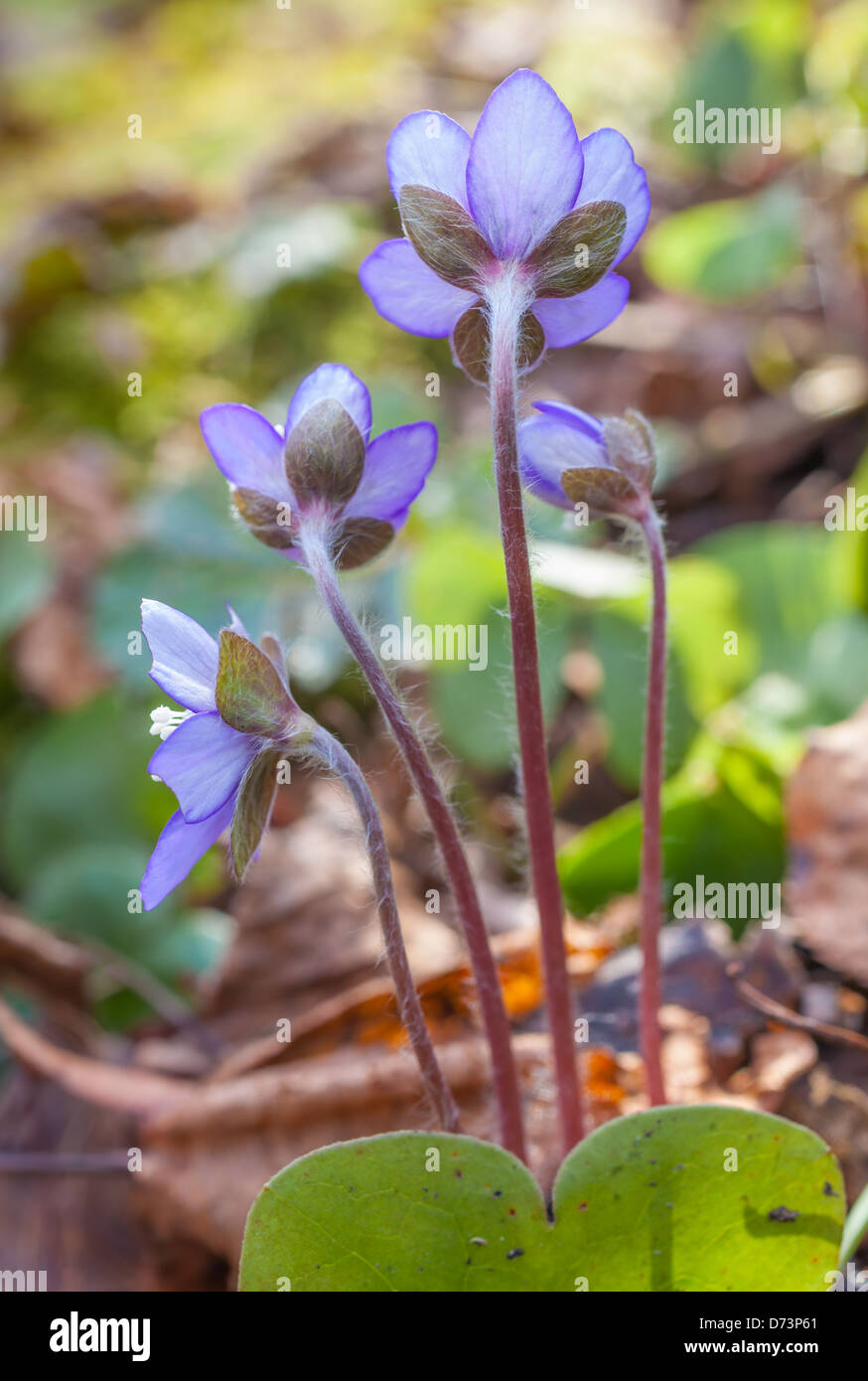 Common hepatica hepatica nobilis hi-res stock photography and images ...