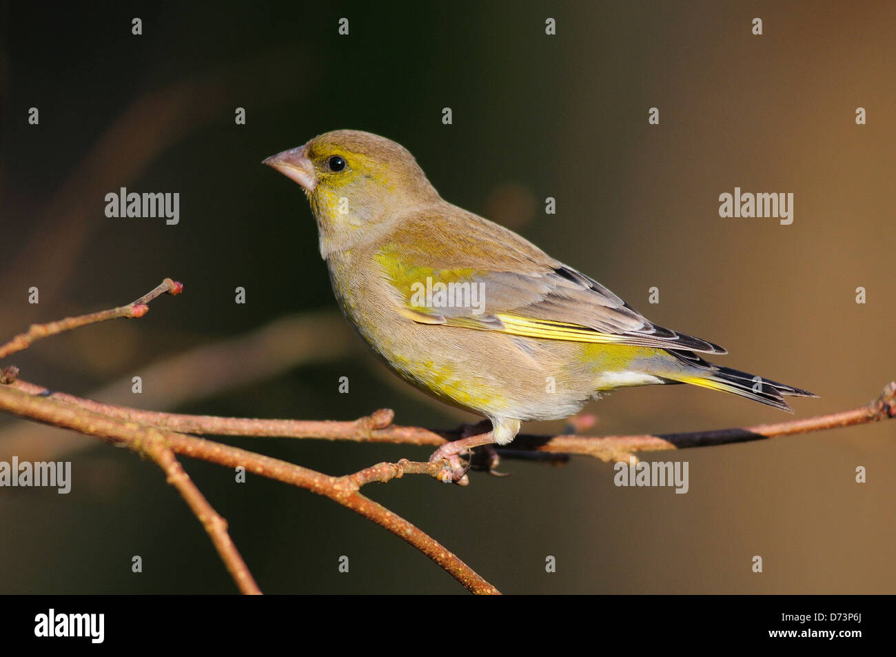 Common greenfinches hi-res stock photography and images - Alamy