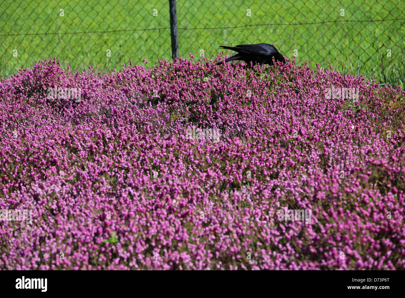 A crow walking in erica field Stock Photo - Alamy