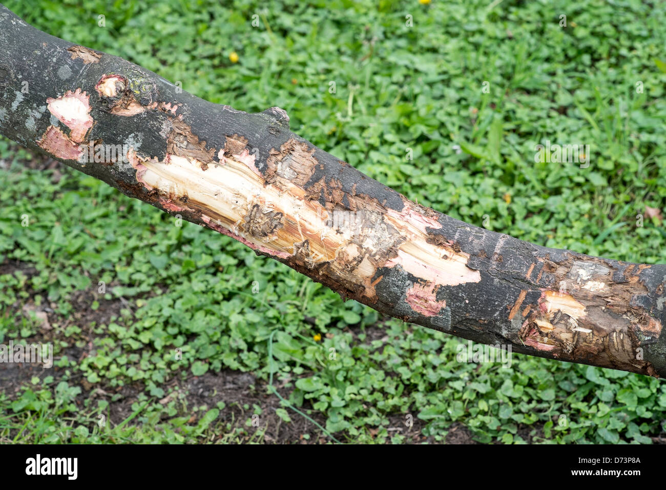 Damaged bark on a tree branch Stock Photo - Alamy