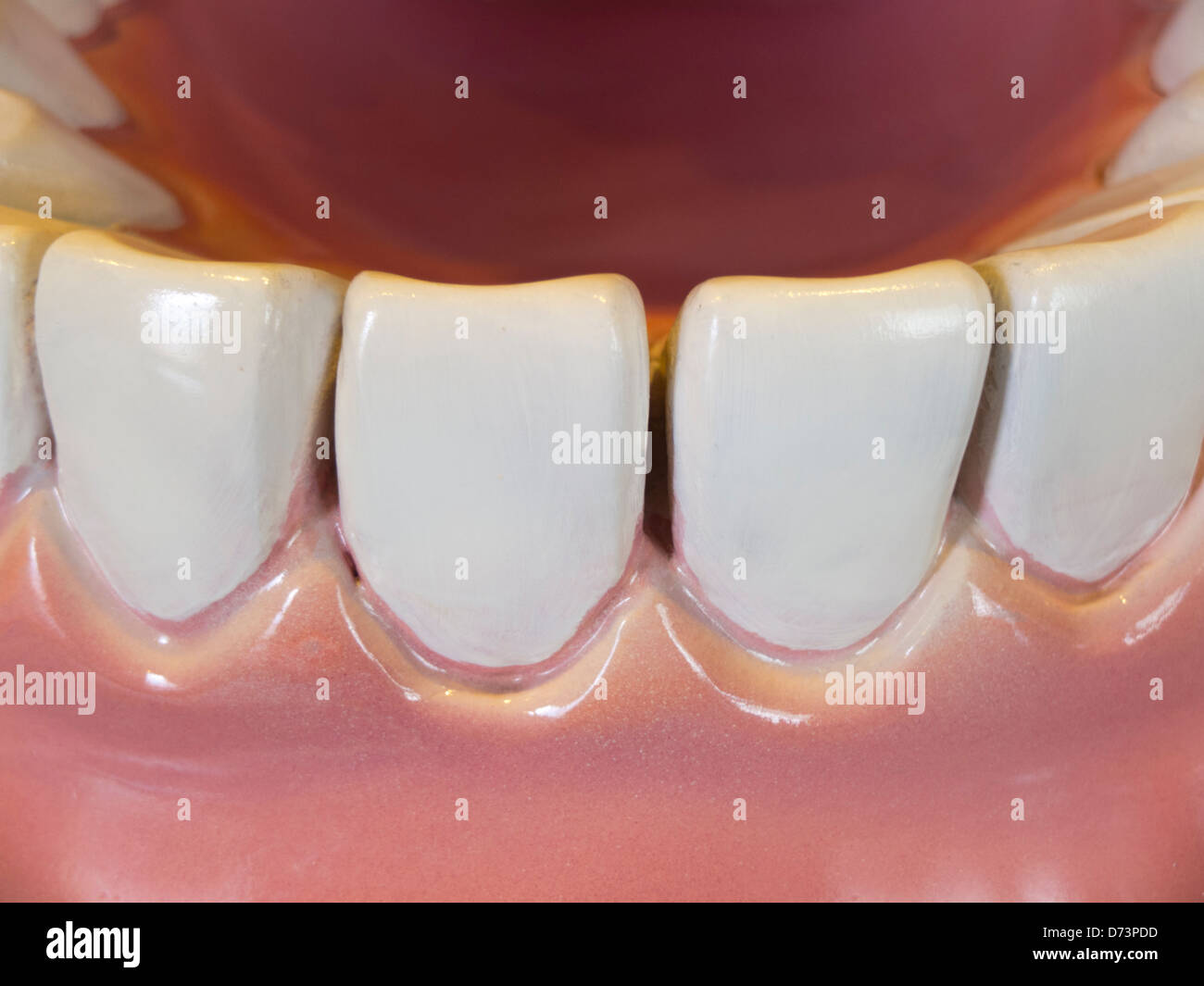 large fake teeth model Stock Photo - Alamy