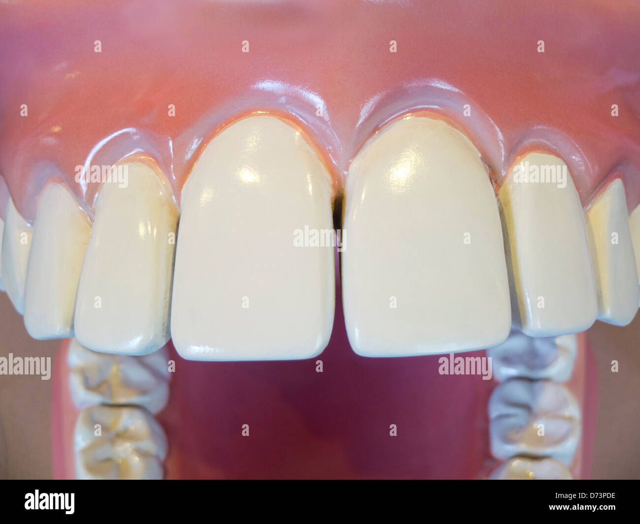 Fake teeth hi-res stock photography and images - Alamy