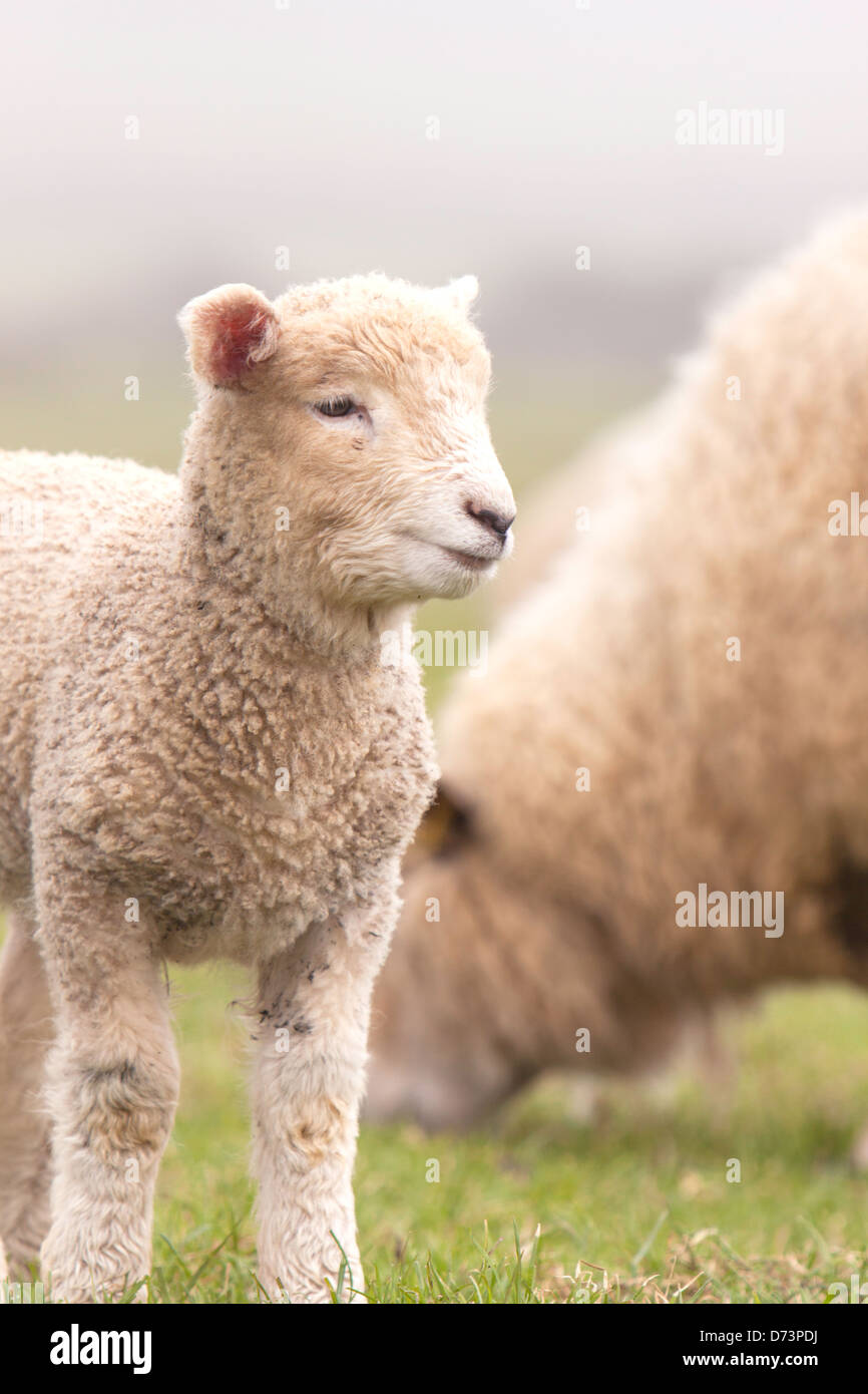 Lambs enjoying a summers day, Dorset, England, UK Stock Photo - Alamy