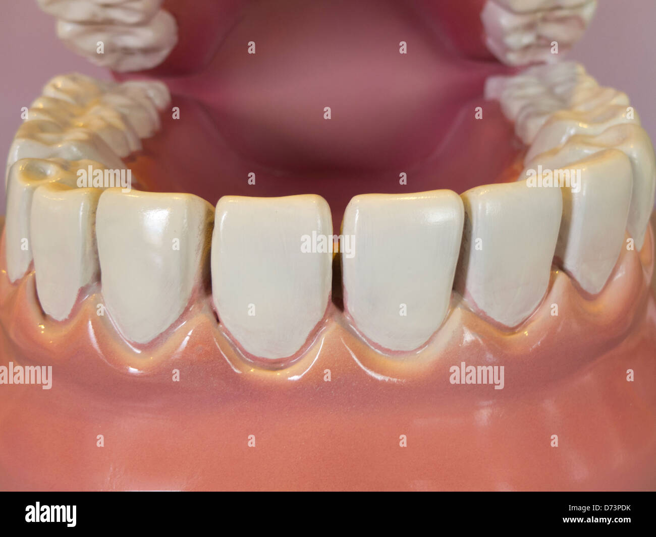 Bottom teeth hi-res stock photography and images - Alamy