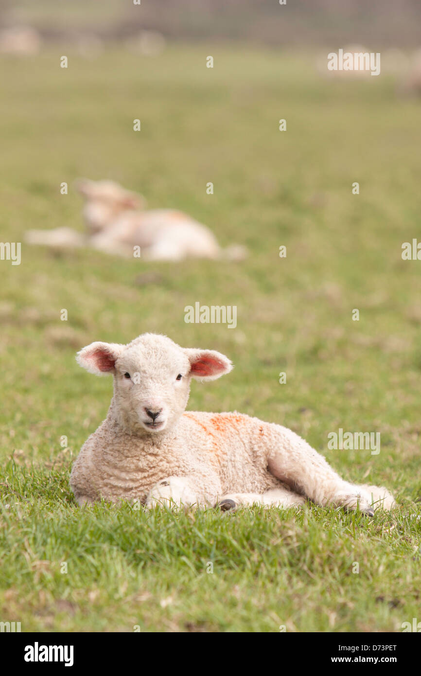 Lambs enjoying a summers day, Dorset, England, UK Stock Photo - Alamy