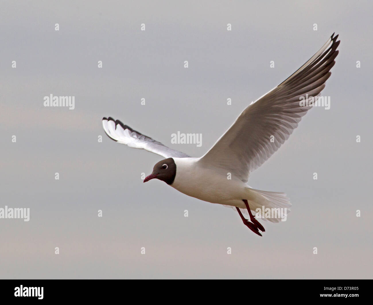 Black-headed gull in flight Stock Photo - Alamy
