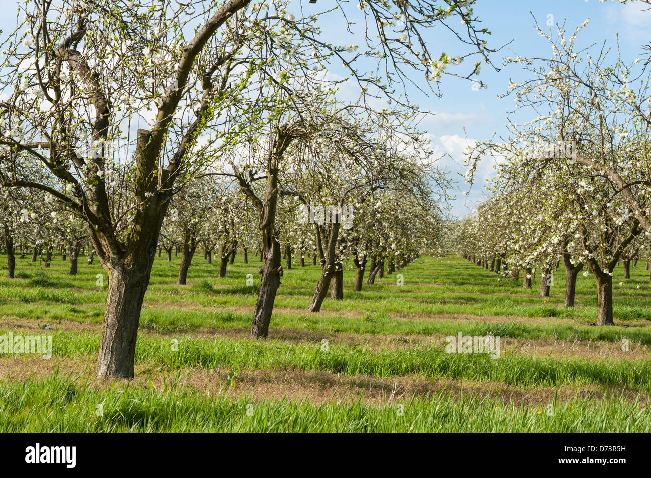 Plum Tree Orchard
